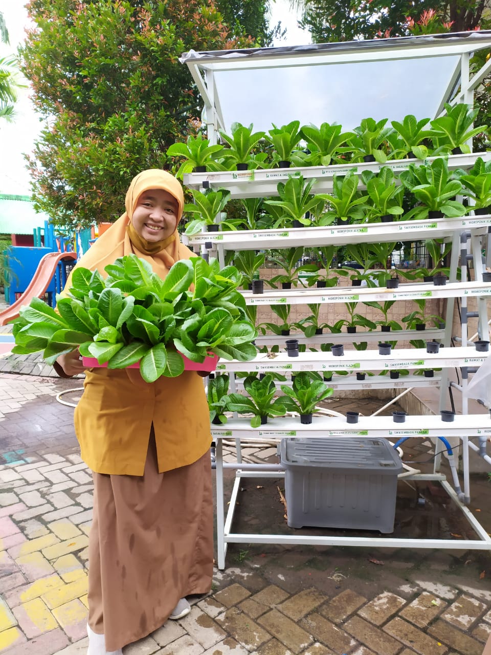 Panen Hidroponik Alazka – Al-Azhar Kelapa Gading Surabaya